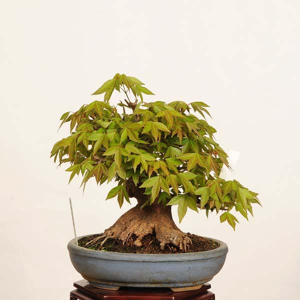 樹種：楓（かえで）落葉樹。幹に古さがあり、とても飾り栄えします。春の芽出し、夏の新緑、秋の紅葉、冬の寒樹の姿、四季の変化を感じさせてくれます。撮影日：2026年04月14日サイズ樹高：約17ｃｍ　横幅：約25ｃｍ　鉢径：約20ｃｍ水遣り・・...