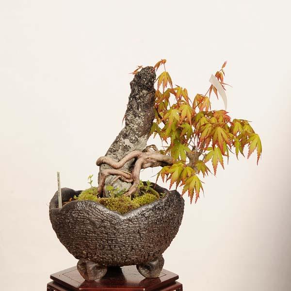 樹種：山紅葉落葉樹。雰囲気を感じる姿から、春の芽出し、夏の新緑、秋の紅葉、冬の寒樹の姿と四季の変化を楽しませてくれます。足元にしっかりと石を抱えております。撮影日：2026年04月14日サイズ樹高：約19ｃｍ　横幅：約21ｃｍ　鉢径：約18...