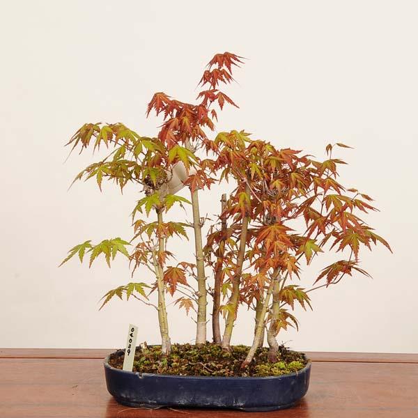 樹種：山紅葉落葉樹。雰囲気を感じる姿から、春の芽出し、夏の新緑、秋の紅葉、冬の寒樹の姿と四季の変化を楽しませてくれます。撮影日：2026年04月14日サイズ樹高：約32ｃｍ　横幅：約35ｃｍ　鉢径：約22ｃｍ(プラスチック鉢)水遣り・・・用...
