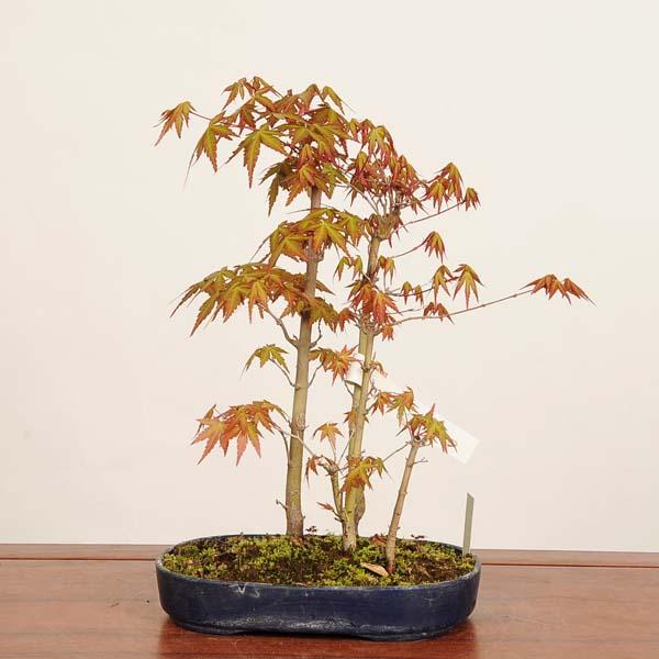樹種：山紅葉落葉樹。雰囲気を感じる姿から、春の芽出し、夏の新緑、秋の紅葉、冬の寒樹の姿と四季の変化を楽しませてくれます。撮影日：2026年04月14日サイズ樹高：約32ｃｍ　横幅：約30ｃｍ　鉢径：約22ｃｍ(プラスチック鉢)水遣り・・・用...