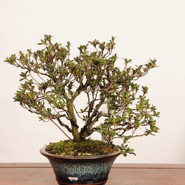 樹種：皐月　品種：菊姫常緑樹。可愛いお花が5-6月に咲きます。系統：不明花形：八重咲、小輪花柄：濃い紅色無地撮影日：2026年04月14日サイズ樹高：約24ｃｍ　横幅：約34ｃｍ　鉢径：約18ｃｍ水遣り・・・用土の表面が乾いたらあげる。目安...