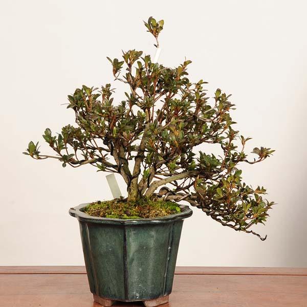 樹種：皐月　品種：菊姫常緑樹。可愛いお花が5-6月に咲きます。系統：不明花形：八重咲、小輪花柄：濃い紅色無地撮影日：2026年04月14日サイズ樹高：約24ｃｍ　横幅：約28ｃｍ　鉢径：約16ｃｍ水遣り・・・用土の表面が乾いたらあげる。目安...