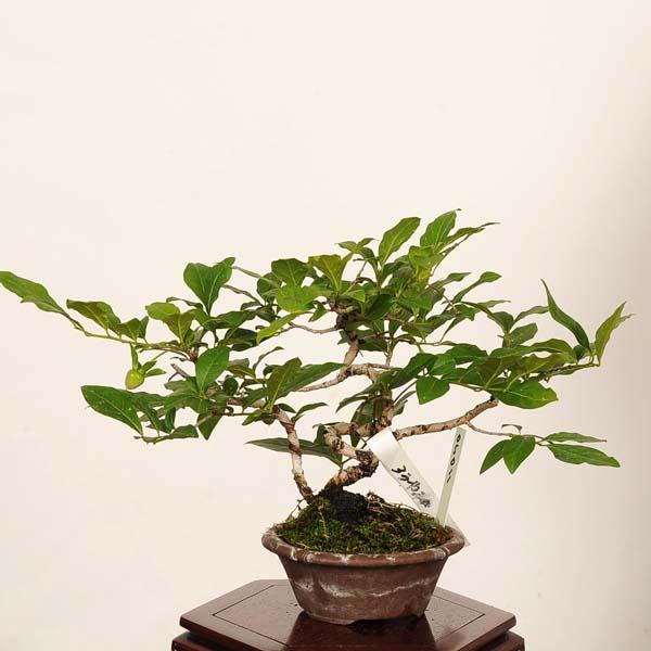 樹種：老爺柿　落葉樹。春に開花し、そこに実をつけます。秋になり涼しくなると徐々に色づきます。 落葉後、色づいた実が残っている姿、くねった幹模様が魅力です。撮影日：2026年05月27日サイズ樹高：約17ｃｍ　横幅：約33ｃｍ　鉢径：約11ｃ...