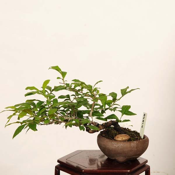 樹種：老爺柿　落葉樹。春に開花し、そこに実をつけます。秋になり涼しくなると徐々に色づきます。 落葉後、色づいた実が残っている姿、くねった幹模様が魅力です。撮影日：2026年05月27日サイズ樹高：約14ｃｍ　横幅：約24ｃｍ　鉢径：約10ｃ...