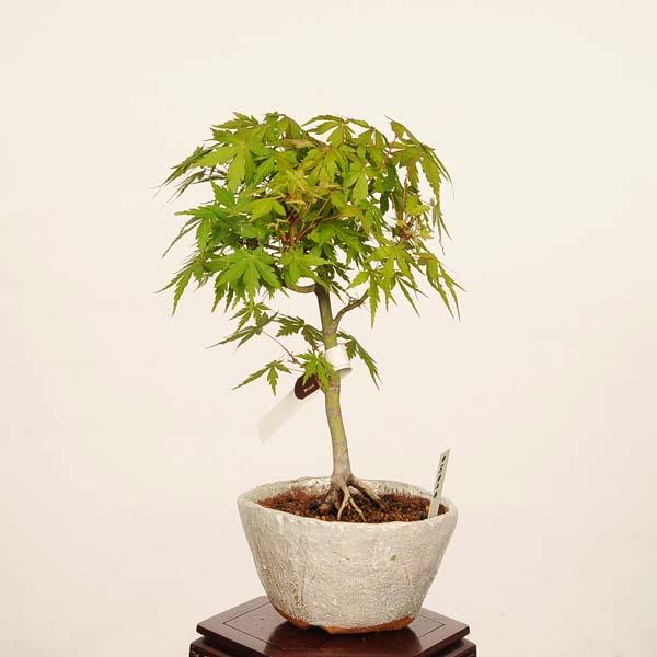 樹種：山もみじ落葉樹。春の芽出し、夏の新緑、秋の紅葉、冬の寒樹の姿と、 四季の変化を感じさせてくれます。撮影日：2026年05月27日サイズ樹高：約24ｃｍ　横幅：約20ｃｍ　鉢径：約13ｃｍ水遣り・・・用土の表面が乾いたらあげる。目安は春...