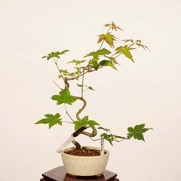 樹種：山もみじ落葉樹。春の芽出し、夏の新緑、秋の紅葉、冬の寒樹の姿と、 四季の変化を感じさせてくれます。撮影日：2026年05月27日サイズ樹高：約25ｃｍ　横幅：約24ｃｍ　鉢径：約11ｃｍ水遣り・・・用土の表面が乾いたらあげる。目安は春...