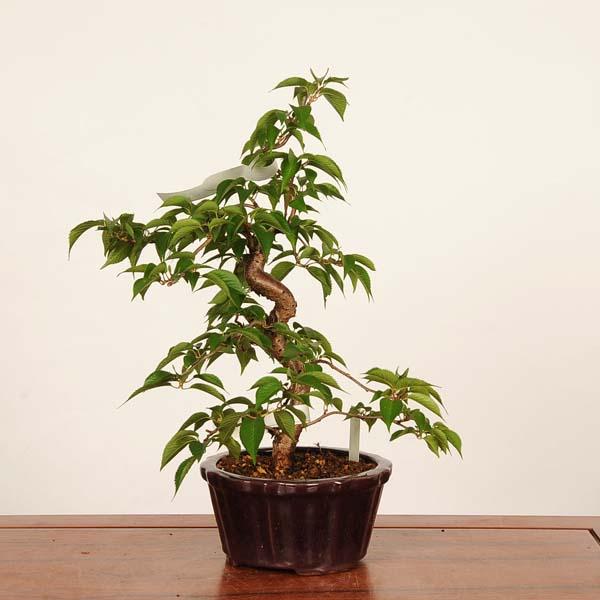 樹種：十月桜落葉樹。太くしっかりとした幹にバランスよく枝が配置されておりよく曲がった飾り映えする桜の盆栽です。春や秋にかわいい花が咲きます。撮影日：2026年05月27日サイズ：樹高：約32ｃｍ　横幅：約25ｃｍ　鉢径：約15ｃｍ水遣り・・...