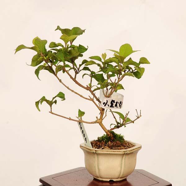 樹種：小紫式部(こむらさきしきぶ)落葉樹。秋には 上品な紫色の実が楽しめます。撮影日：2026年06月26日サイズ樹高：約15ｃｍ　横幅：約16ｃｍ　鉢径：約8ｃｍ水遣り・・・用土の表面が乾いたらあげる。目安は春・秋は1日1-2回、夏1日2...