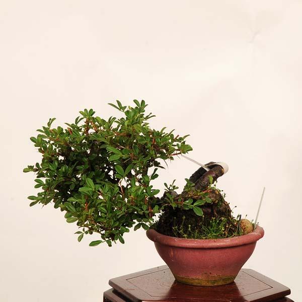 樹種：金雀花(むれすずめ)落葉樹。5月下旬から6月上旬に開花が楽しめます。小葉で小品盆栽に適した品種のひとつです。※鉢にはがれやカケ等がある為、気になる方は植替えをしてください。撮影日：2026年06月26日サイズ樹高：約14ｃｍ　横幅：約...