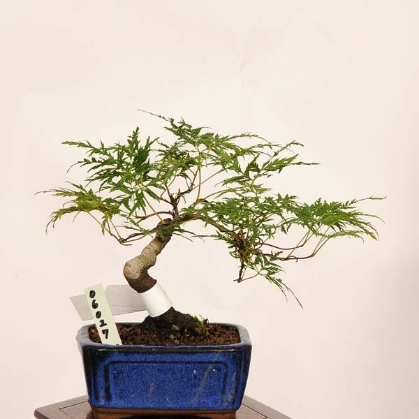 樹種：もみじ　品種：エメラルドレース落葉樹。雰囲気を感じる姿から、春の芽出し、夏の新緑、秋の紅葉、冬の寒樹の姿と四季の変化を楽しませてくれます。名前通りレースのような繊細で綺麗な葉が魅力で涼しげです。撮影日：2026年06月26日サイズ樹高...