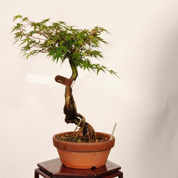 樹種：もみじ　品種：長良川落葉樹。雰囲気を感じる姿から、春の芽出し、夏の新緑、秋の紅葉、冬の寒樹の姿と四季の変化を楽しませてくれます。繊細な細い葉が魅力で涼しげです。今は素焼き鉢なので見ごたえが分かりにくいですが、 お好みの盆栽鉢に植えても...