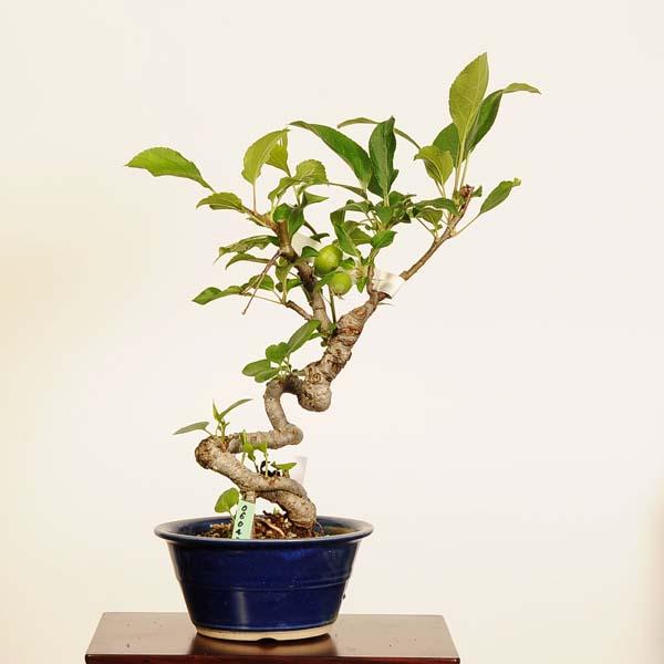 樹種：林檎（りんご・リンゴ）落葉樹。春に白地にピンクがかった色の可愛いお花が咲き、そこに実をつけます。涼しくなると 赤く色づきます。 よく曲がった幹も太くてりっぱな一鉢です。撮影日：2025年06月17日サイズ樹高：約36ｃｍ　横幅：約20...