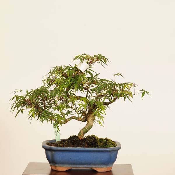 樹種：もみじ　品種：長良川落葉樹。古味を帯びた太い幹が魅力です。雰囲気を感じる姿から、春の芽出し、夏の新緑、秋の紅葉、冬の寒樹の姿と四季の変化を楽しませてくれます。撮影日：2025年06月17日サイズ樹高：約21ｃｍ　横幅：約28ｃｍ　鉢径...