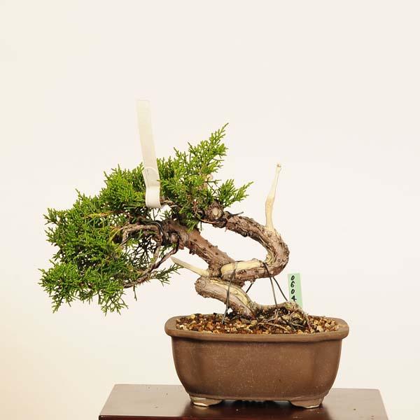 樹種：糸魚川真柏撮影日：2025年06月17日常緑樹。糸魚川真柏は葉性が細かく、盆栽に向いています。流転する模様に魅力があります。天に向いた神（ジン）も魅力です。　サイズ樹高：約18ｃｍ  横幅：約26ｃｍ　鉢径：約17ｃｍ水遣り・・・用土...