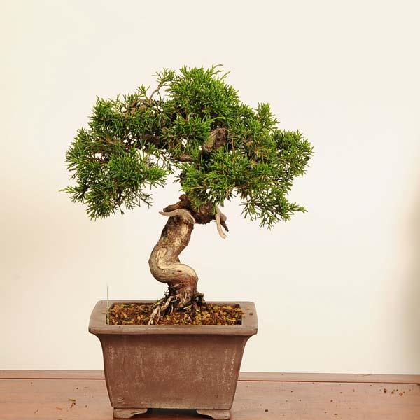 樹種：糸魚川真柏撮影日：2025年06月17日常緑樹。糸魚川真柏は葉性が細かく、盆栽に向いています。幹の流れが面白い一鉢です。ジンも個性的です。　サイズ樹高：約27ｃｍ  横幅：約32ｃｍ　鉢径：約17.5ｃｍ水遣り・・・用土の表面が乾いた...