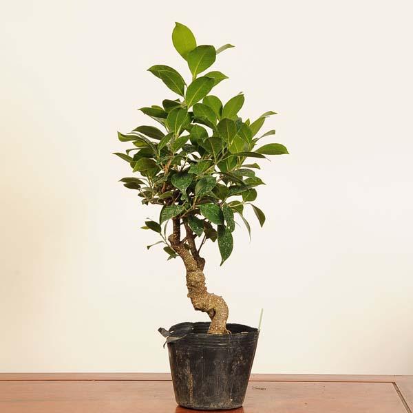 樹種：がじゅまる常緑樹。個性豊かな樹形です。寒さに弱い為、冬は室内でお育てください。＊お手入れのため、剪定していたり成長に伴い樹高が高くなっている場合があります。撮影日：2025年06月17日サイズ樹高：約40ｃｍ　横幅：約24ｃｍ　ポット...