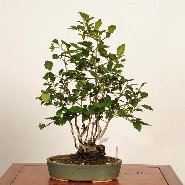 樹種：老爺柿　落葉樹。春に開花し、そこに実をつけます。秋になり涼しくなると徐々に色づきます。 落葉後、色づいた実が残っている姿が魅力です。ぐるぐる巻いた幹根がおもしろいです。撮影日：2026年06月26日サイズ樹高：約38ｃｍ　横幅：約47...