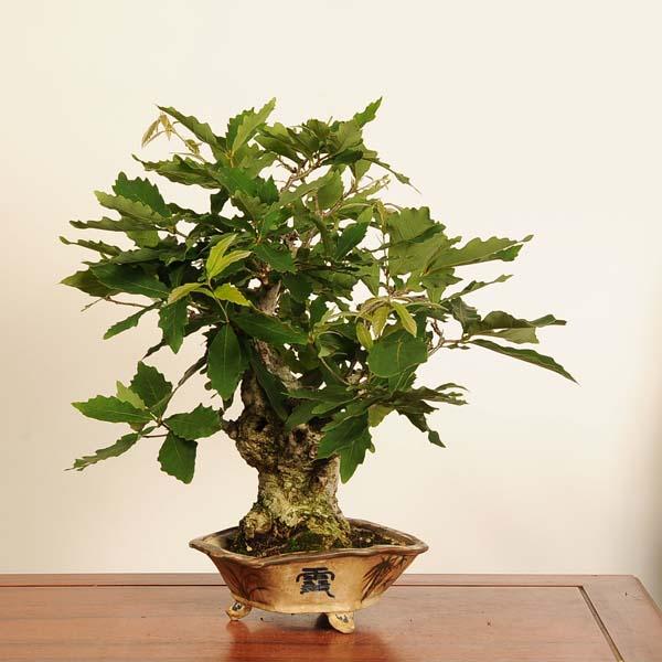 樹種：小楢（こなら）落葉樹。四季を通じて、変化を楽しめます。春の新緑、秋の紅葉が美しいです。撮影日：2025年06月17日サイズ樹高：約36ｃｍ　横幅：約43ｃｍ　鉢径：約18ｃｍ(歪みがあります)水遣り・・・用土の表面が乾いたらあげる。目...