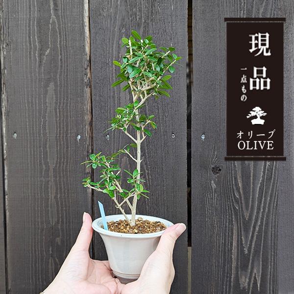 樹種：オリーブの木撮影日：2025年06月17日常緑樹(寒さにあたると落葉します)。現品をお届けです縁起の良いオリーブの木。花言葉は平和・知恵・勝利。育て方や剪定次第で、大樹にも盆栽にも好きな大きさや形に整えられ、比較的育て易い樹種です。日...