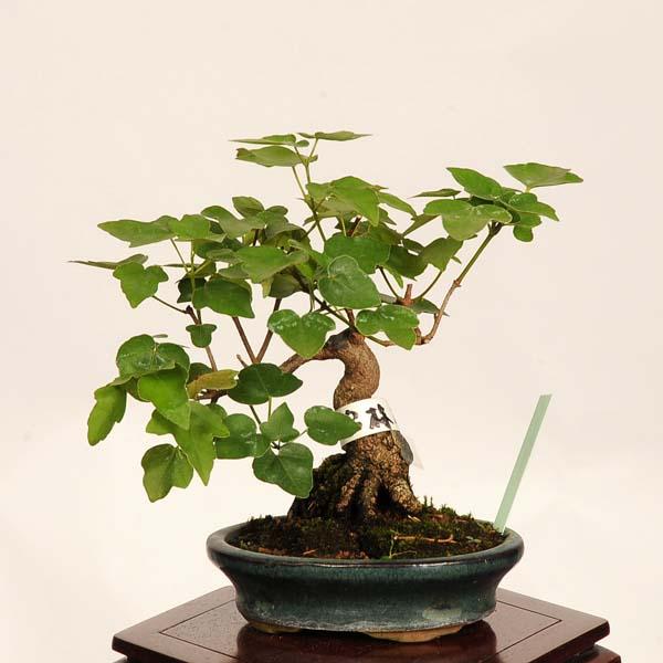 樹種：宮様楓（かえで）落葉樹。カエデの中でも特に葉が丸みをおびて、愛らしい形をしています。撮影日：2026年07月14日サイズ樹高：約15ｃｍ　横幅：約15ｃｍ　鉢径：約11.5ｃｍ水遣り・・・用土の表面が乾いたらあげる。目安は春・秋は1日...