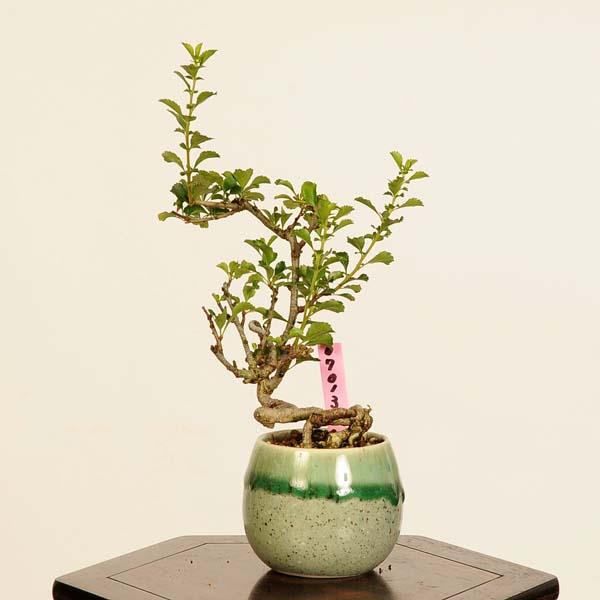 樹種：長寿梅落葉樹。真っ赤な梅のような形の小ぶりな花が楽しめます。これからの成長が楽しみです。撮影日：2025年07月10日サイズ樹高：約17ｃｍ　横幅：約11ｃｍ　鉢径：約6.5ｃｍ水遣り・・・用土の表面が乾いたらあげる。目安は春・秋は1...