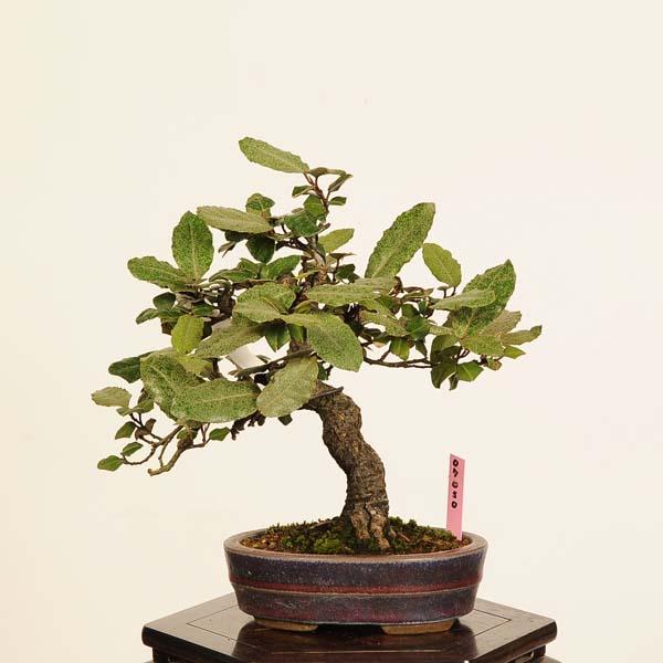 樹種：寒ぐみ（かんぐみ）常緑樹。常緑の木ですので、冬場も葉を楽しんでいただけます。撮影日：2025年07月10日サイズ樹高：約21ｃｍ　横幅：約26ｃｍ　鉢径：約14.5ｃｍ水遣り・・・用土の表面が乾いたらあげる。目安は春・秋は1日1-2回...