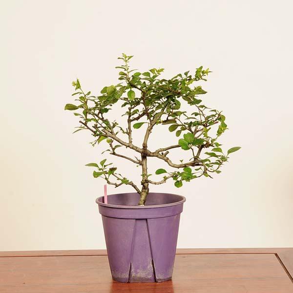 樹種：白花長寿梅落葉樹。開花は3-4月の年1回。お好みの盆栽鉢に植替えてお楽しみください。撮影日：2025年07月10日サイズ樹高：約25ｃｍ　横幅：約30ｃｍ　鉢径：約14.5ｃｍ水遣り・・・用土の表面が乾いたらあげる。目安は春・秋は1日...