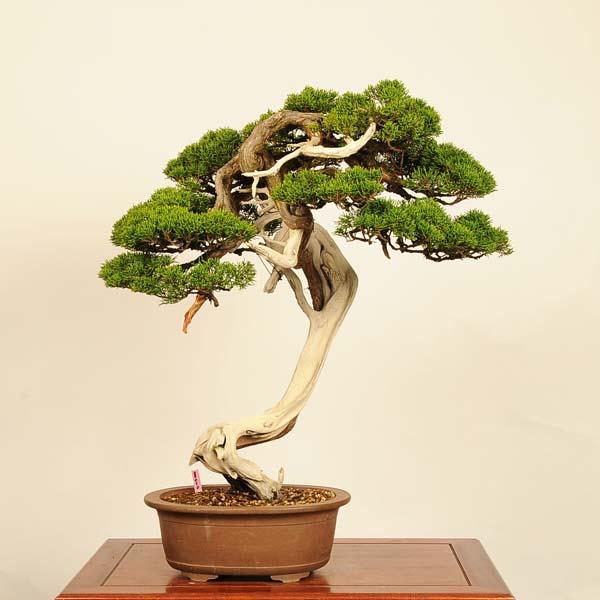 [商品説明]樹種：糸魚川真柏 撮影日：2025年8月4日常緑樹。真柏らしい躍動感とシャリの造形美が堪能できます。展示会に出展していただける逸品です。[サイズ]樹高：約63ｃｍ　横幅：約66ｃｍ　鉢径：約31.5ｃｍ簡単な育て方説明書を同梱し...