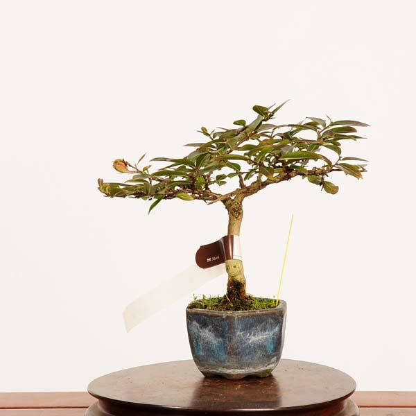 樹種：姫百日紅(さるすべり)撮影日：2025年10月20日落葉樹。夏に可愛いフリル状の花が開花します。枝分かれが魅力です。これからの成長が楽しみです。サイズ樹高：約12ｃｍ　横幅：約18ｃｍ　鉢径：約6.5ｃｍ水遣り・・・用土の表面が乾いた...