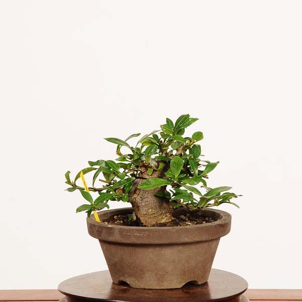 樹種：実成くちなし常緑樹。初夏に白い花が咲き、そこに実をつけます。古味を帯び、ずっしり太い幹が魅力です。今は鉢なので見ごたえが分かりにくいですが、 お好みの盆栽鉢に植えてもらうと、かっこよくなります。撮影日：2025年10月20日サイズ：樹...