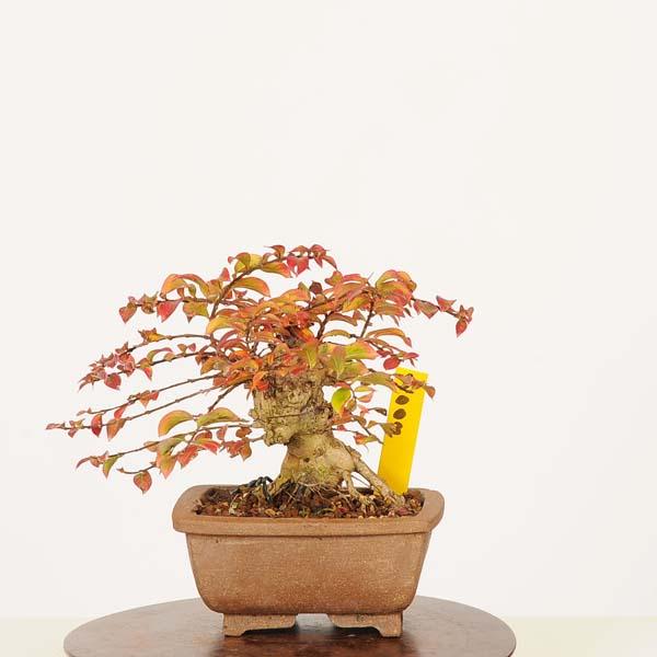 樹種：姫百日紅(さるすべり)撮影日：2025年11月06日落葉樹。夏に可愛いフリル状の花が開花し紅葉もきれいです。ずっしりとした太い幹が魅力です。サイズ樹高：約10ｃｍ　横幅：約16ｃｍ　鉢径：約9.5ｃｍ水遣り・・・用土の表面が乾いたらあ...