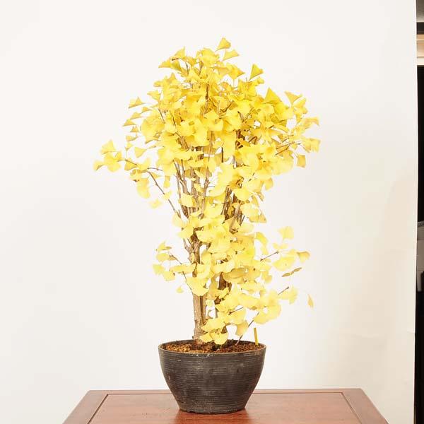 樹種：銀杏(イチョウ・いちょう)落葉樹。可愛い形の葉が鮮やかな黄緑色から秋に黄色に染まっていく様子がとても愛らしいです。撮影日：2025年11月06日サイズ樹高：約68ｃｍ　横幅：約44cｍ　鉢径：約24ｃｍ(プラスチック鉢)水遣り・・・用...