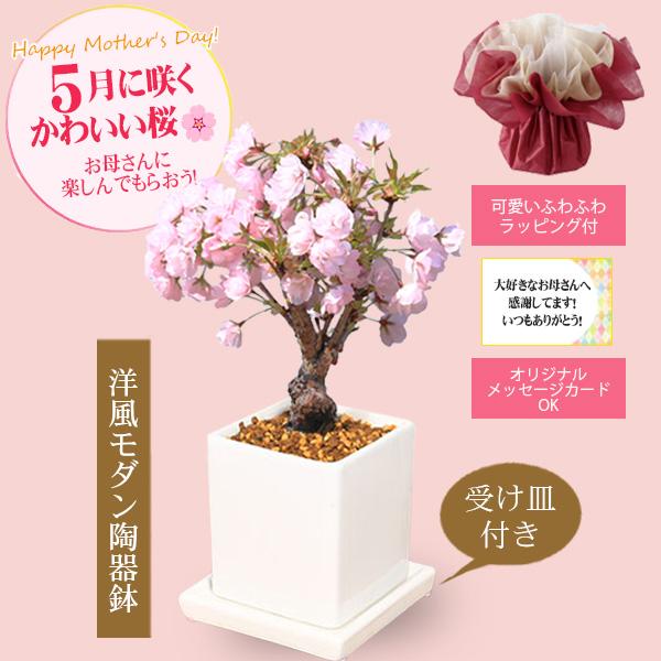 【発売日：2026年05月03日】☆最短発送いたします！◆上記期間内で、配送日指定できます！◆他商品との同梱不可。◆送料無料！(但し、北海道は別途送料が加算されます＜北海道800円＞)◆配送日数がかかりますのでお花の性質上、沖縄県・離島等へ...