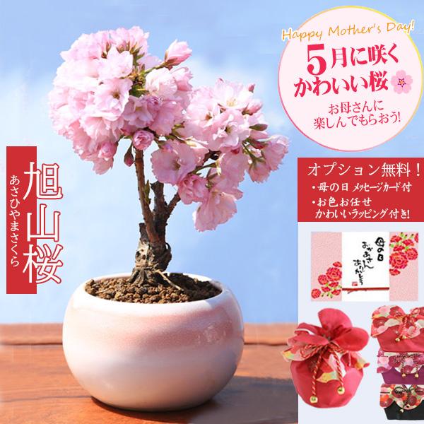 【発売日：2026年05月03日】☆最短発送いたします！◆配送日指定・他商品との同梱不可。　ご注文確認時予約商品以外はキャンセルとなります。◆送料無料！(但し、北海道は別途送料が加算されます＜北海道800円＞)◆配送日数がかかりますので、沖...