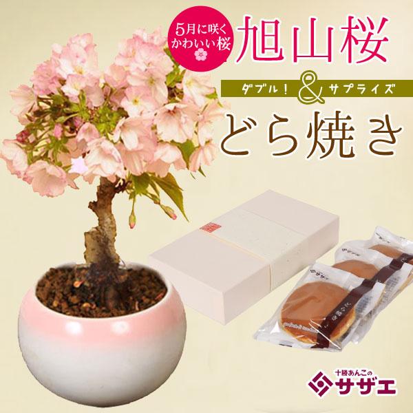【発売日：2026年05月09日】旭山桜のミニ盆栽とサザエ本店のどら焼き3個とのセットです！ご予約下さい！☆5月9日〜10日(母の日当日)期間内でお届け希望日をお選びください。◆他商品との同梱不可。◆送料無料！　但し、北海道は別途送料が加算...