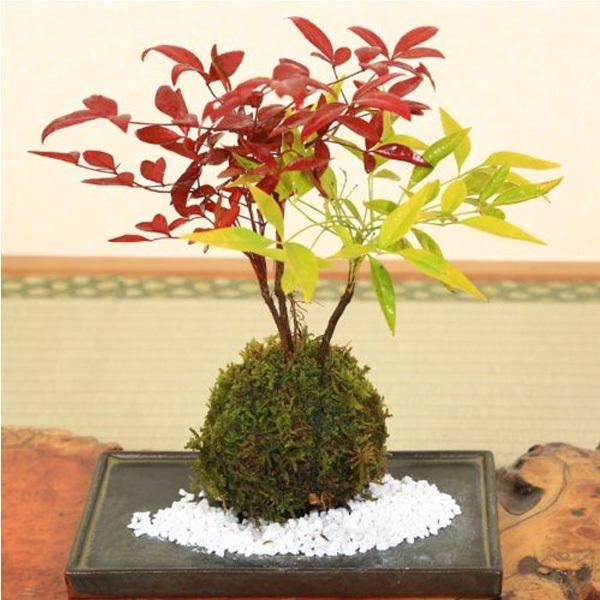 [商品情報]樹種：南天皿：益子焼黒角受け皿名前から「難を転じる」という意味を表し、縁起が良いとされてきました。半日陰でも元気に育ちます。撮影日：11月＊数量ものの為、写真と若干形状、鉢が異なる場合がございます。[サイズ]全高：約15ｃｍ受け...