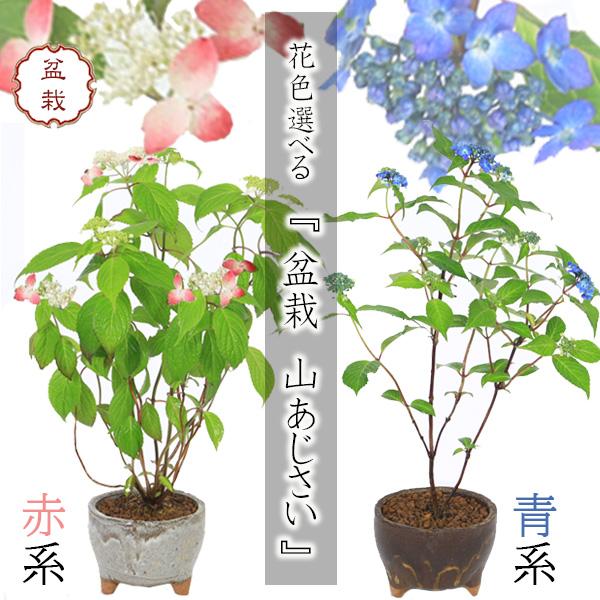 [商品情報]撮影：6月上旬頃落葉樹。初夏に愛らしい清楚なお花を咲かせます。咲き始めは白花で日が経つとともに段々、赤系は赤くなり、青系は青くなってきます。脚付きの和鉢は信楽焼。風情漂う和モダンな仕上がりです。＊季節により樹木の状態は異なります...