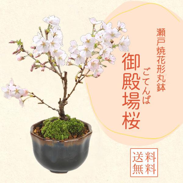 【送料無料】　(※但、北海道、沖縄への配達の場合のみ送料が発生します。)[商品情報]鉢　：瀬戸焼花形丸鉢撮影：4月御殿場桜(落葉樹)は、4月に気品のある美しい一重の花が咲きます。モダンな瀬戸焼鉢に入ったかわいい手のひらサイズのミニ盆栽です。...