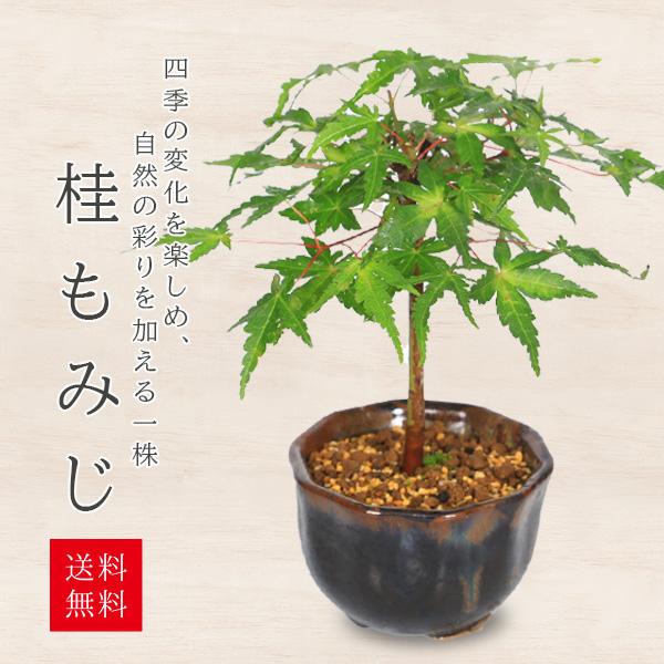 【送料無料】　(※但、北海道、沖縄への配達の場合のみ送料が発生します。)樹種：桂もみじ　撮影：7月落葉樹。もみじは、芽出し、新緑、紅葉、寒樹の美と四季折々の変化を楽しむことが出来ます。新葉がオレンジっぽい色合いをしています。8-9月上旬まで...