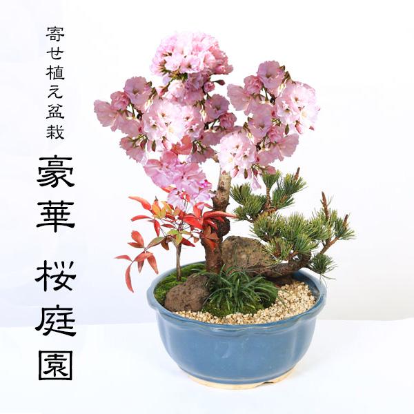 寄せ植え盆栽:豪華桜庭園*<萬古焼輪花青深鉢>苔と砂と石付き 寄せ植え盆栽:豪華桜庭園*<萬古焼輪花青深鉢>苔と砂と石付き