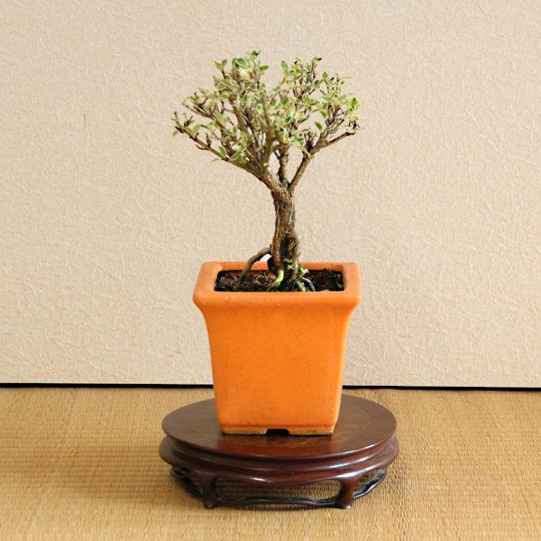 ［商品説明］樹種：斑入り白丁花撮影日：　1月常緑樹。アカネ科の耐寒性半常緑低木可愛らしい小さな花を咲かせるハクチョウゲ開花時期は5月〜6月頃で、枝の先に白色や淡い少しピンクがかった花が咲きます。斑入りの葉は花がない時季でも、緑一色の単調にな...