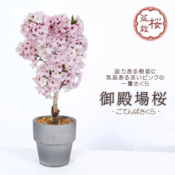 【送料無料】　(※但、北海道、沖縄への配達の場合のみ送料が発生します。)[商品情報]品種：御殿場落葉樹。御殿場桜(落葉樹)は、春に気品のある美しい一重の花が咲きます。迫力ある大きさで、開花時は見応えがあります。暮らしの中に春を。自宅でお花見...