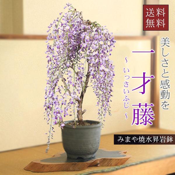 【送料無料】　(※但、北海道、沖縄への配達の場合のみ送料が発生します。)樹種：一才藤 (イッサイフジ) 撮影日：　4月樹高：約40ｃｍ〜　鉢径：約18ｃｍ（みまや焼水昇岩鉢）落葉樹。4月ごろに色っぽい紫色の花が房状に咲きます。一才藤は藤の中...