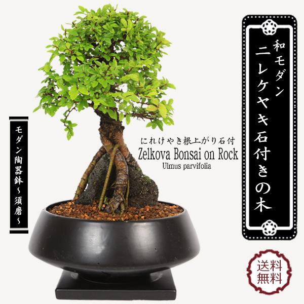 【商品情報】樹種：にれけやき落葉樹。八房性の葉が細かい、ケヤキより葉が小さいニレケヤキ。新緑の季節はとても緑が鮮やかです。落葉樹ですので、冬場は落葉しています。寒樹姿も、細かい枝がみられ小枝のほぐれなど、寒樹時期にしか味わえない魅力がありま...