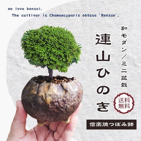 【送料無料】　(※但、北海道、沖縄への配達の場合のみ送料が発生します。)［商品説明］樹種：連山ひのき撮影：7月常緑樹。八房性で葉が細かく、よく詰まりコンパクトで盆栽として見栄えのするひのきです。丸みのある葉姿がやさしい印象を与え、和モダンな...