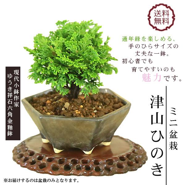 【送料無料】　(※但、北海道、沖縄への配達の場合のみ送料が発生します。)［商品説明］樹種：津山ひのき撮影：7月常緑樹。八房性のヒノキ。津山桧は葉がふんわりと重なり、細やかな枝ぶりが美しい品種でコンパクトながら凛とした存在感があります。丈夫で...