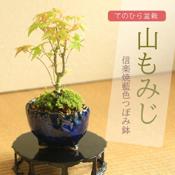 【送料無料】　(※但、北海道、沖縄への配達の場合のみ送料が発生します。)［商品説明］樹種：山もみじ撮影：　9月落葉樹。鉢は信楽焼藍色つぼみ鉢山もみじは、芽出し、新緑、紅葉、寒樹の美と四季折々の変化を楽しむことが出来ます。丈夫で育てやすい人気...