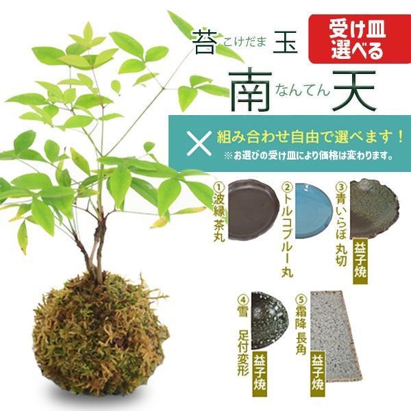 ■受け皿選べる！　5種類の受け皿をご用意。　お好みで受け皿お選びください。　ご選択される受け皿によって金額が違います。　受け皿を別に単品で購入よりお買い得価格となっております！　カートに入れると合計金額が表示されます。樹種：南天 撮影月：6...