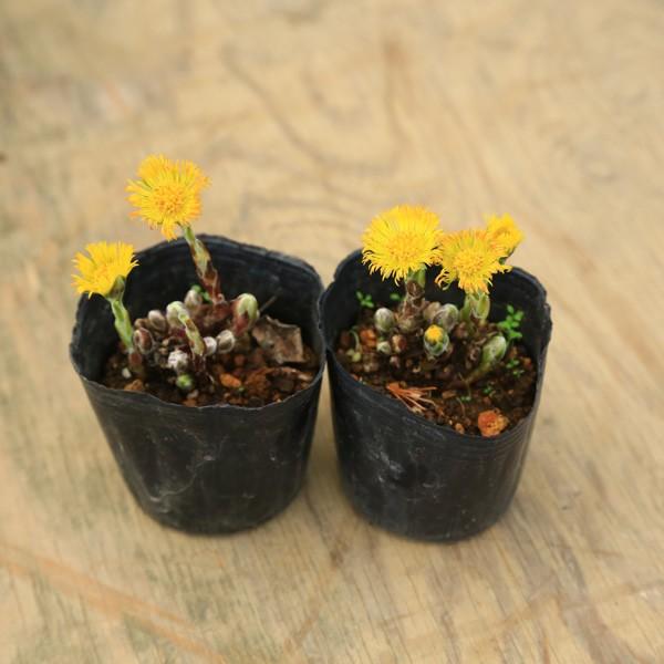 樹種：フキタンポポ撮影日　1月新春に黄色の花が咲きます。葉が蕗（ふき）、花がタンポポに似ている事からフキタンポポと呼ばれます。近年では福寿草と並んでお正月の縁起花として親しまれています。樹高：約5cm、9cmポット入り　 ＊数量ものの為、写...