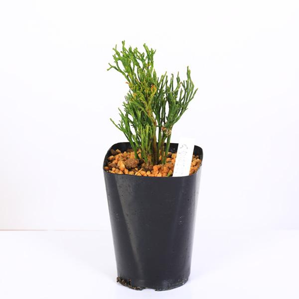 マツバランは古典植物として昔から愛されてきた植物です。ランという名前ですが、シダ植物の仲間で、茎だけのユニークな形です。日本の気候ではお育ていただきやすい、珍しい植物です。マツバラン科 　マツバラン属　常緑多年草撮影日：1月＊数量ものの為、...